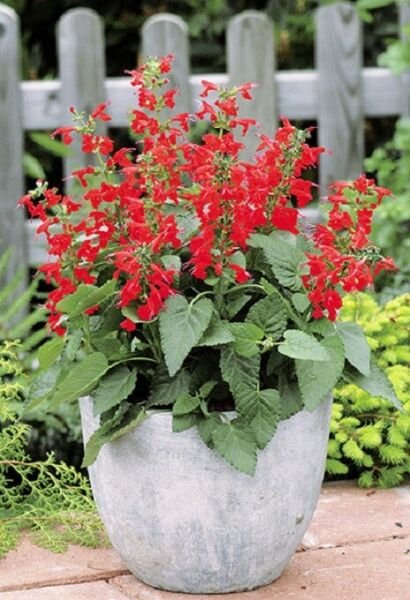 3 Salvia Texas Sage Hummingbird Forest Fire 50 FLOWER Seeds Fresh Garden