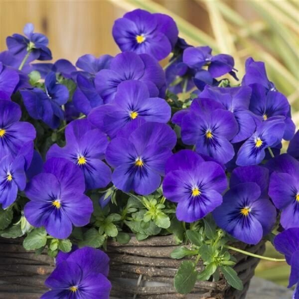 15 Pansy Cool Wave Blue Trailing Pansy HANGING PANSY Seeds Fresh Garden