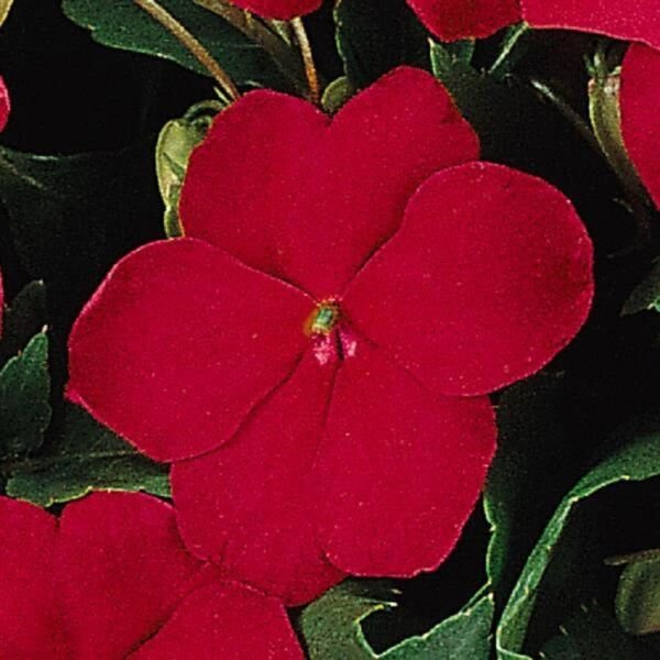 50 Impatiens Super Elfin Ruby Flower Impatiens Seeds Fresh Garden