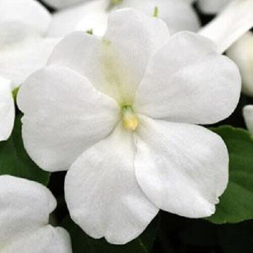 50 Impatiens Cascade Beauty White trailing Seeds Fresh Garden