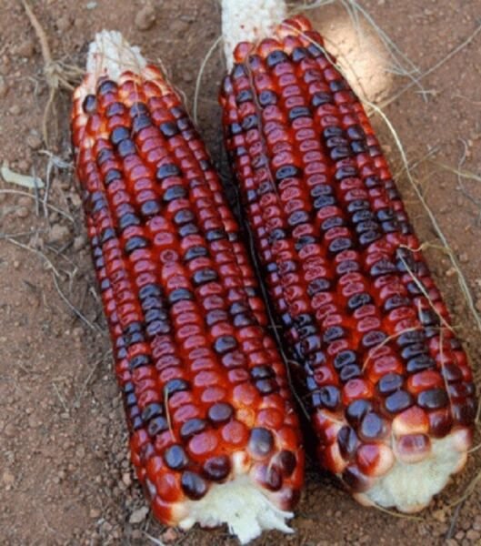 Ornamental Corn Bloody Butcher 50 Red Corn Corn Seeds Fresh Garden