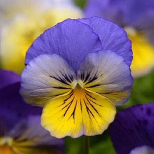 15 Pansy Cool Wave Morpho Trailing Pansy HANGING PANSY Seeds Fresh Garden