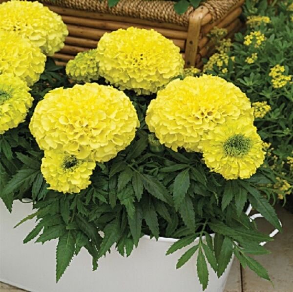 Marigold African Marigold Antigua Primrose 50 Marigold Seeds Fresh Garden