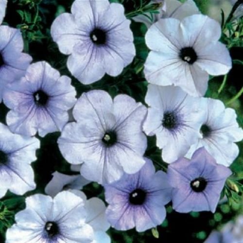 Petunia Tidal Wave Silver 25 Pelleted FLOWER Seeds Fresh Garden