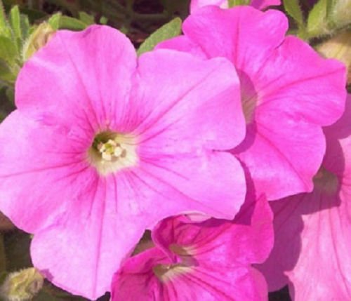Easy Wave Pink wave 25 pelleted petunia Seeds Fresh Garden