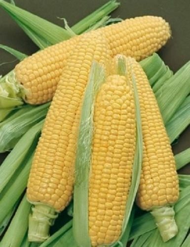 50 Bodacious Hybrid Corn Sweet Corn Seeds Fresh Garden