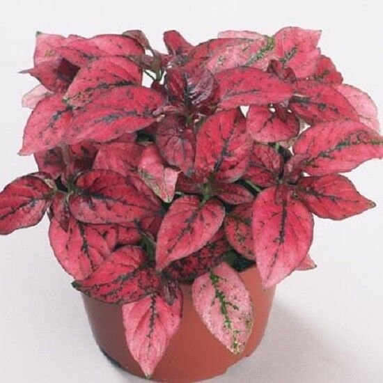 50 Hypoestes Hypoestes Confetti Red Seeds Fresh Garden