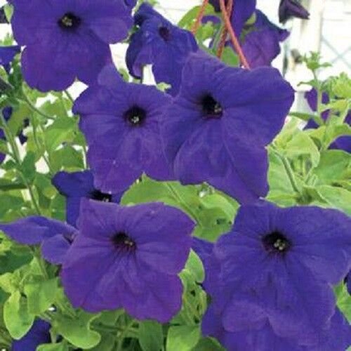 Petunia Supercascade Blue Pelleted 50 200 Or 500 Seeds Fresh Garden