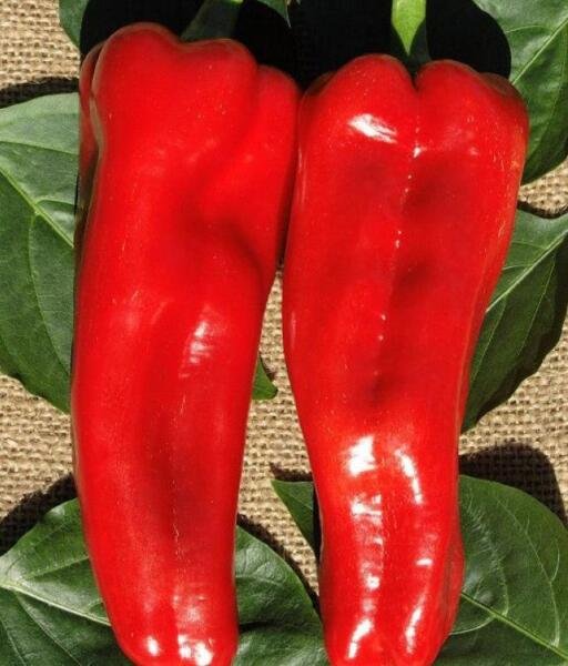 50 Pepper Red Marconi Hybrid Sweet Pepper Seeds Fresh Garden