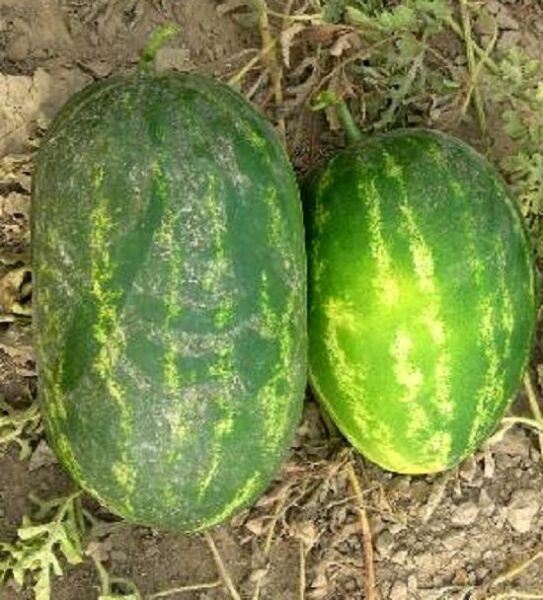 100 Watermelon CalSweet Melon Cal sweet Seeds Fresh Garden