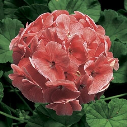 Geranium Zonal Ringo 2000 Salmon 15 Geranium Seeds Fresh Garden