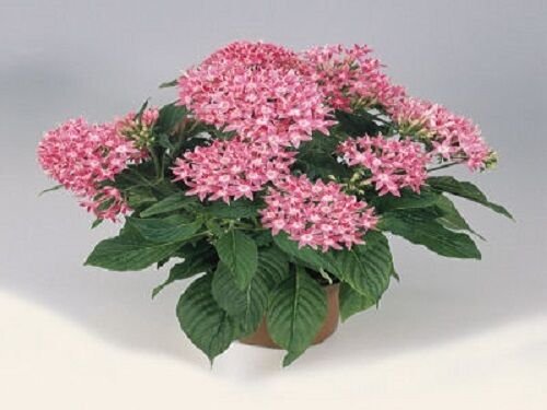 25 Pelleted Pentas Graffiti Pink Pentas Star Flower Seeds Fresh Garden