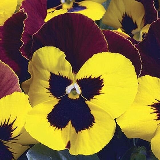 50 Pansy Character Red Wing FLOWER Seeds Fresh Garden
