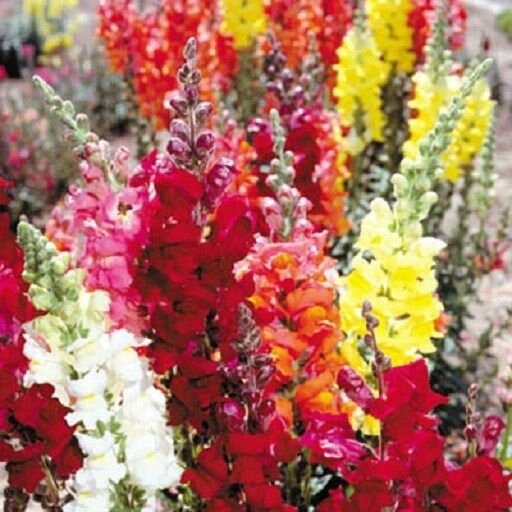 50 Snapdragon Rocket Mix Tall Snapdragon Seeds Fresh Garden