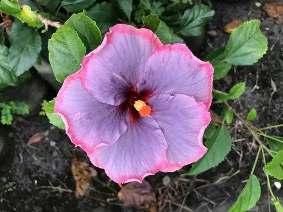 20 Light Purple Pink Hibiscus Seeds Flowers Flower Seed Perennial Bloom ...