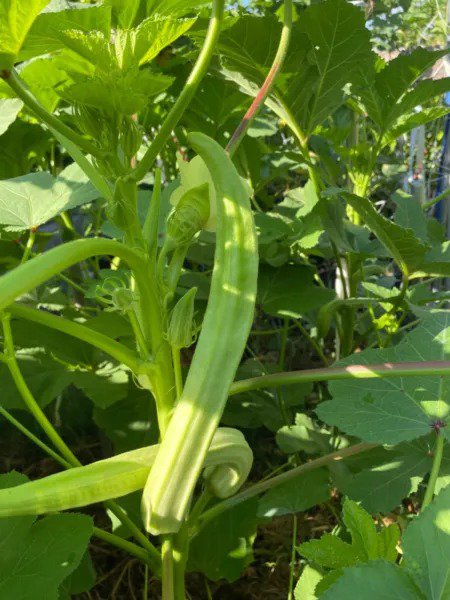 30 Louisiana 16 Inch Longhorn Okra Seeds Longest Most Robust Pods Fresh ...