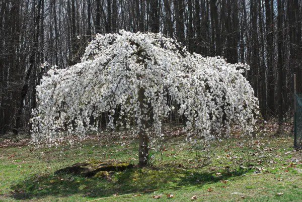 5 Wee White Cherry Tree Seeds Flowering Seed Japanse Ornimental Garden ...