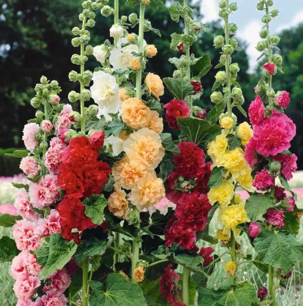 50 Summer Carnival Hollyhock Mixed Colors Seeds Chaters Double Fresh Garden