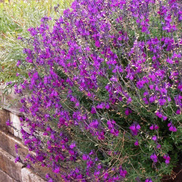 50 Violet Riot Salvia Seeds Flower Seed Perennial Flowers 615 Bee Fresh ...