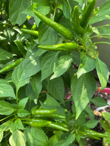 50 Yatsuf Yatzy Pepper Seeds Japanese Asian Hot Prolific Fresh Garden