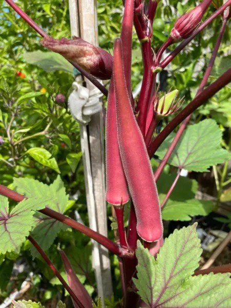 60 Okinawa Pink Okra Seeds Japanese Open Pollinated Early Prolific ...