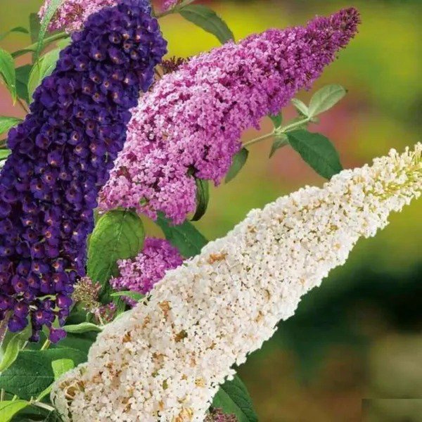 Butterfly Bush Giant Mix Buddleja Outdoor Perenial Flower 50 Seed Fresh ...