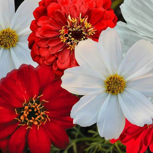 Cherries Cream Flower Seed Mix 100 Seeds Open Pollinated Fresh Garden