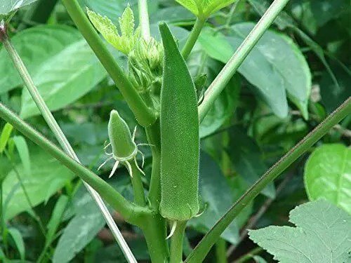 Clemson Spineless Okra 30 Seeds Premium Strain Organic Grown Fresh Garden