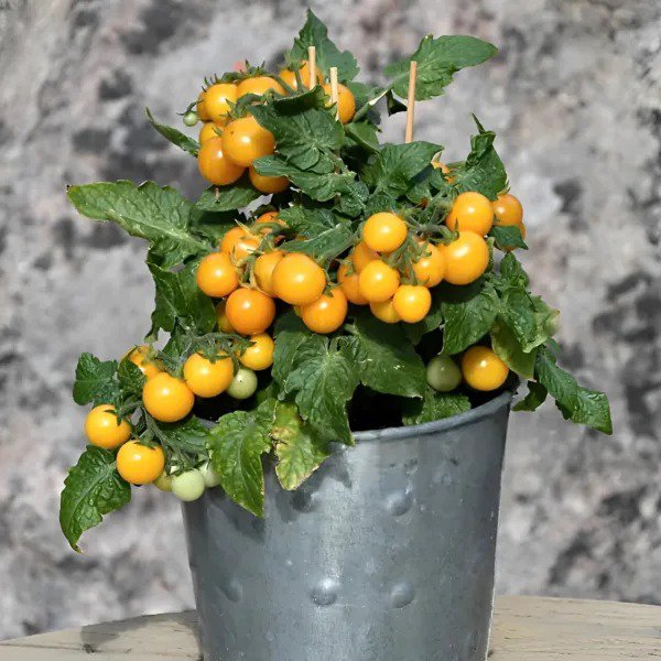 Gemma Micro Dwarf Tomato Seeds Fresh Garden