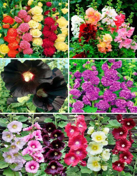 Hollyhock Mallow Stockrose Double Mix Giant Perennial Flower 50 Seeds ...
