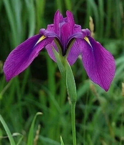 Japanese Iris Sword Leafed Iris 10 Authentic Seeds Fresh Garden