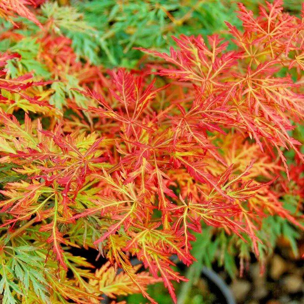 Orangeola Japanese Maple 10 Seeds Acer Palmatum Orangeola Fresh Garden