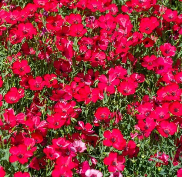Scarlet Flax Seeds Garden 100 Seeds Fresh Garden