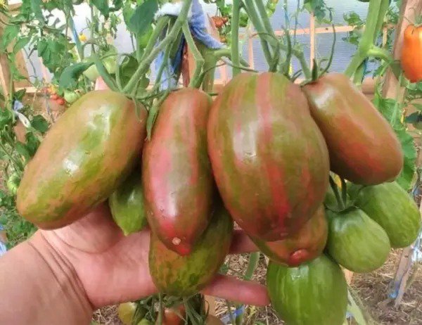 Sweet Tooth Tomato 12 Seeds Fresh Garden