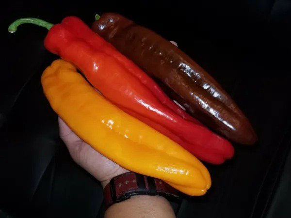 Twister Pepper 15 Seeds Sweet Fresh Garden