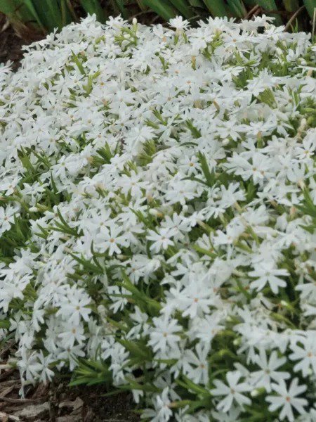 White Cree Phlox Flowers Easy Grow Garden Planting 25 Seeds Fresh Garden