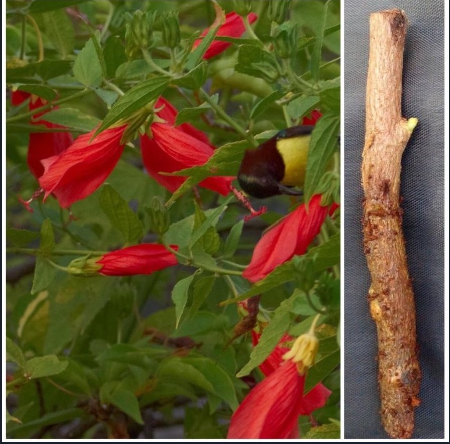 5 Cutting Nodes Malvaviscus Arboreus Wax Mallow Sleeping Hibiscus ...