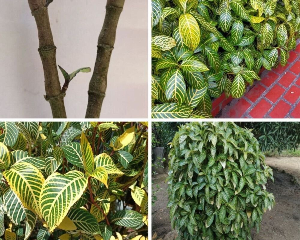 4 Cutting Rooted Nodes Tiger Plant Ellen Sanchezia Nobilis Zebra Plant