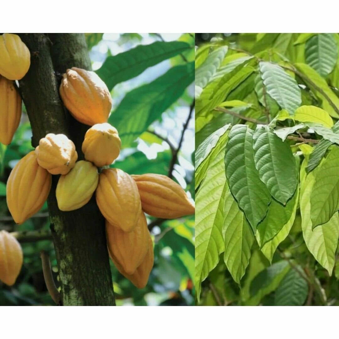 50 Dried COCOA Leaves, Dried Leaf Chocolate, CoCo Leaf, Theobroma Cacao ...