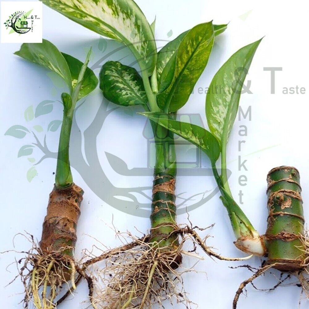 3 Rooted Cutting Nodes Dieffenbachia Seguine Beautiful Tropical Plant ...