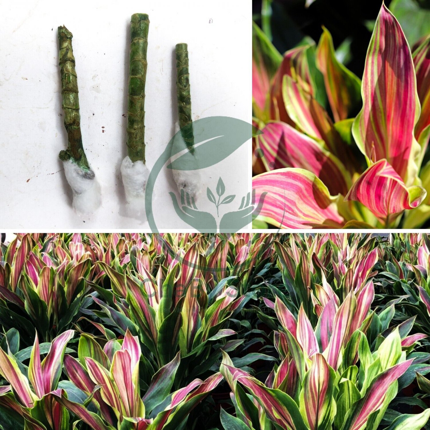 2 Cutting nodes Cordyline Ti Plants Sherbert Rose Yellow Hawaiian Ginger