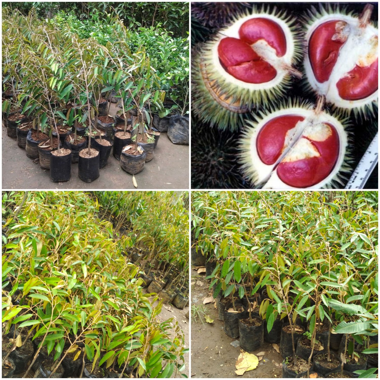 Grafted Durian (Durio graveolens) Fruit Tropical Plant