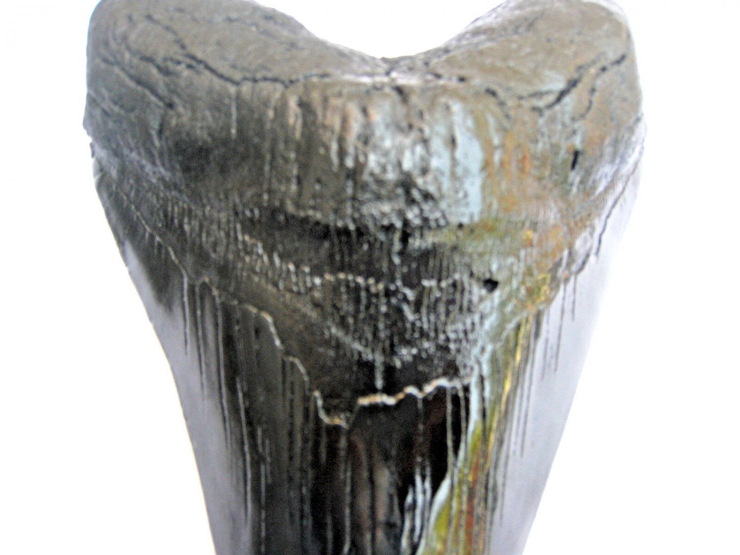 7 INCH LONG MEGALODON TOOTH REPLICA BIG FOSSIL GIANT RELIC TEETH HUGE ...