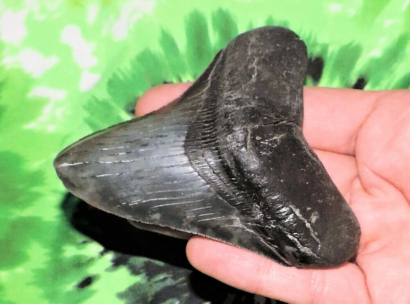 3 INCH REAL MEGALODON SHARK TOOTH BIG FOSSIL GIANT GENUINE RELIC TEETH ...