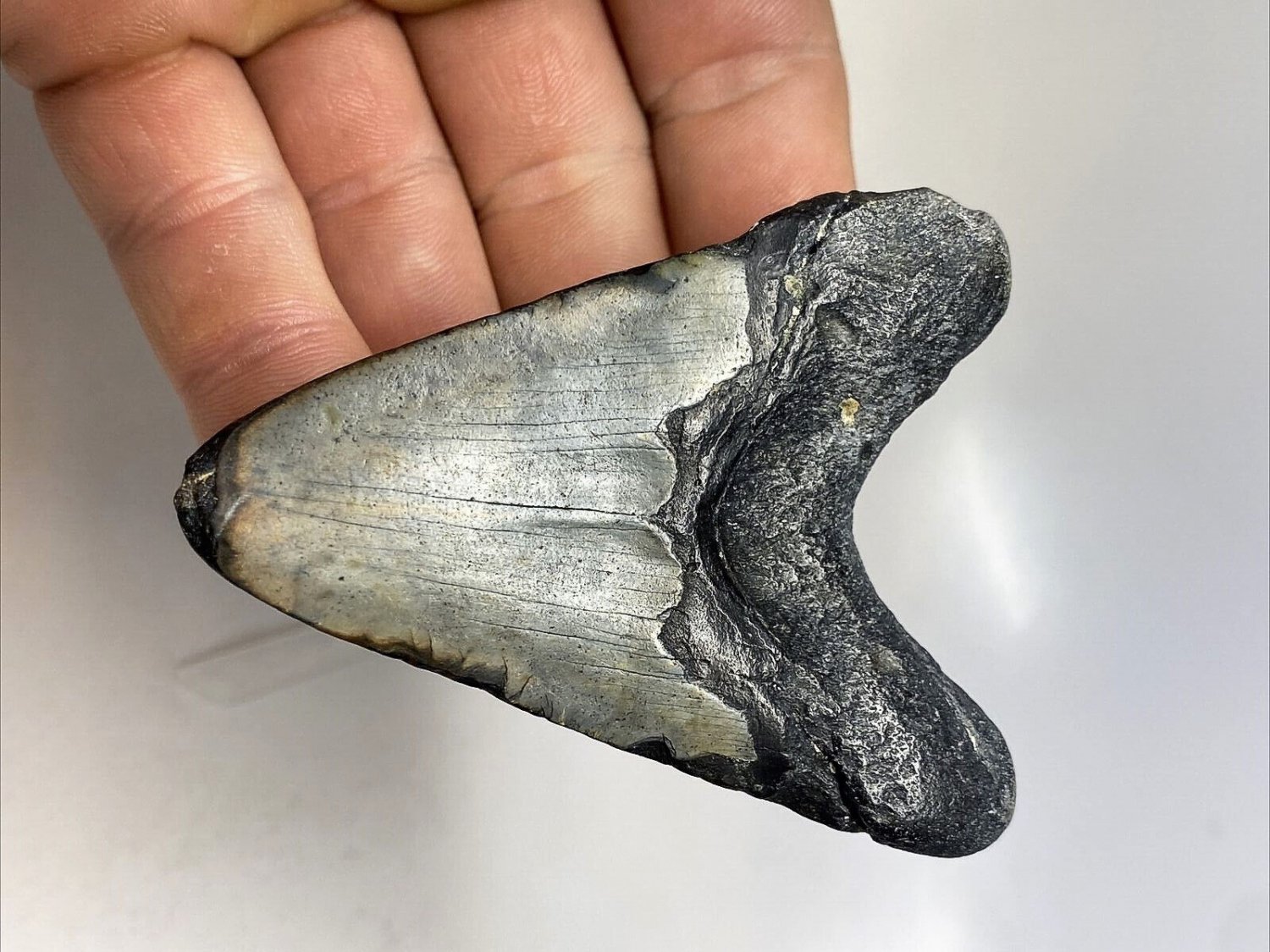 3 INCH REAL MEGALODON SHARK TOOTH BIG FOSSIL GIANT GENUINE RELIC TEETH ...