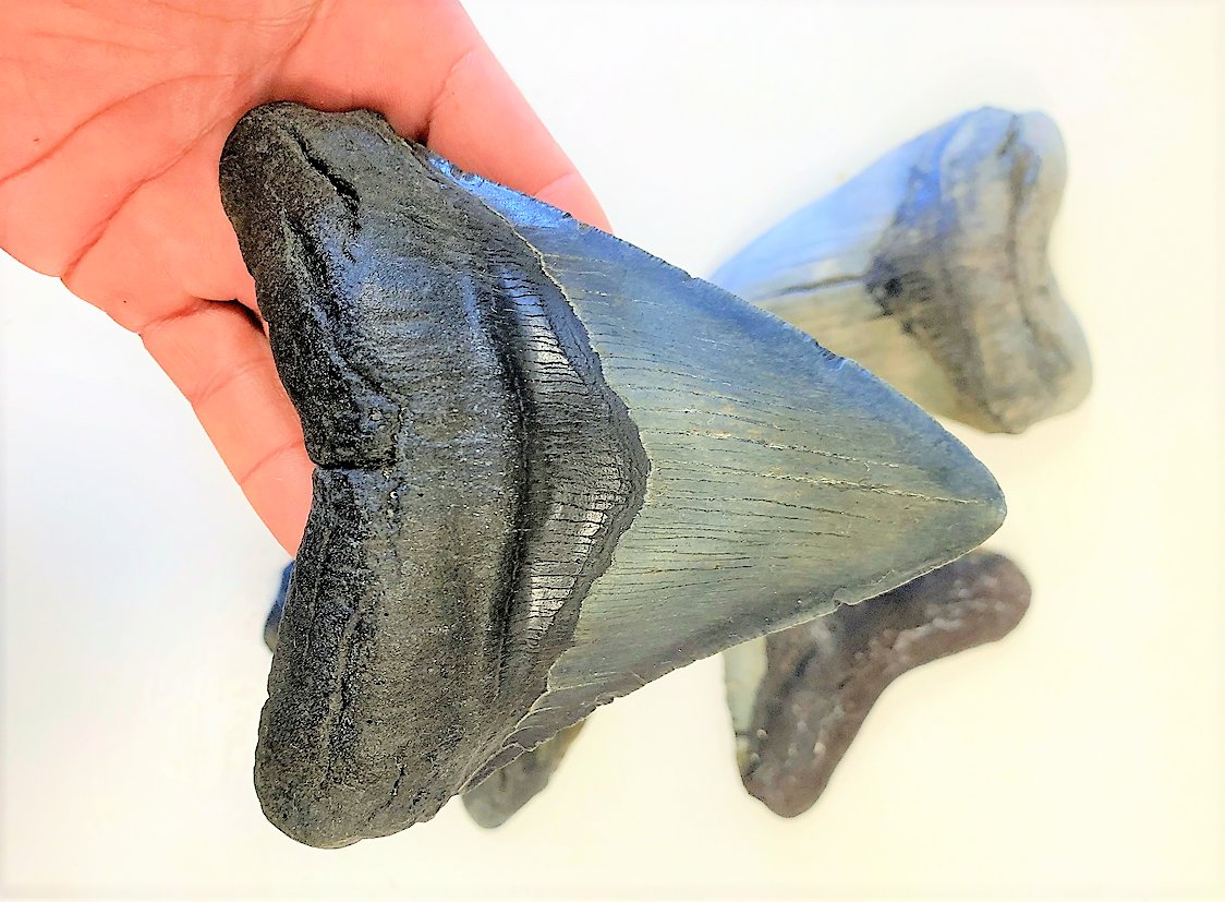 5.5 INCH REAL MEGALODON SHARK TOOTH BIG EXTINCT AUTHENTIC NATURAL TEETH MEG