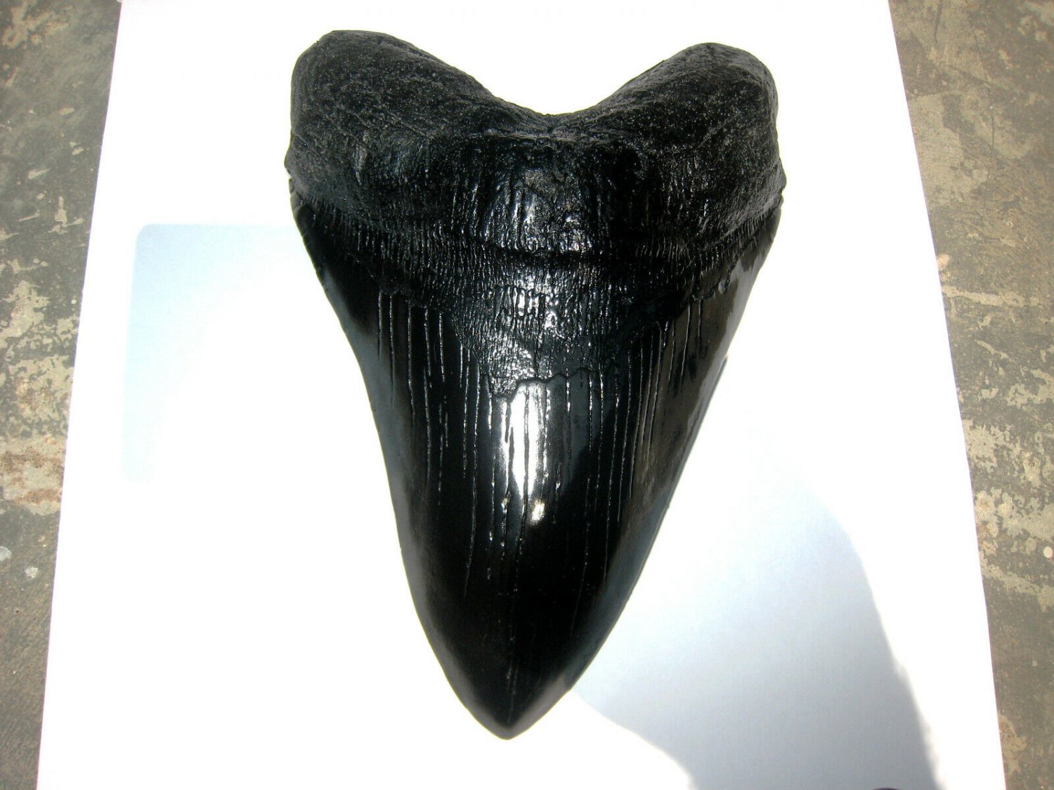 3 INCH LONG MEGALODON TOOTH REPLICA BIG FOSSIL GIANT RELIC TEETH HUGE ...