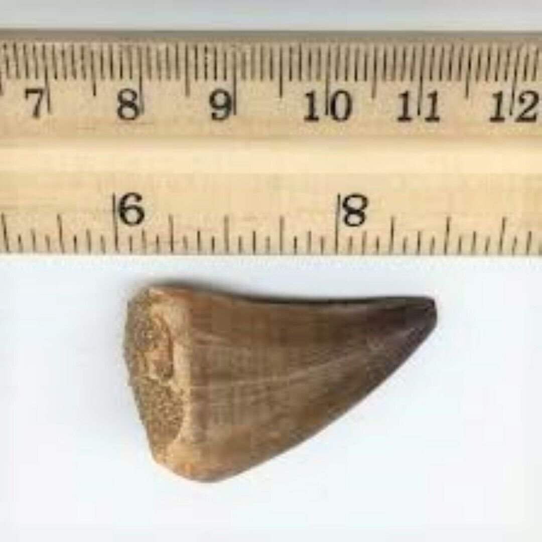 MOSASAURUS TOOTH MARINE DINOSAUR MOSASAUR REAL GIANT FOSSIL EXTINCT ...