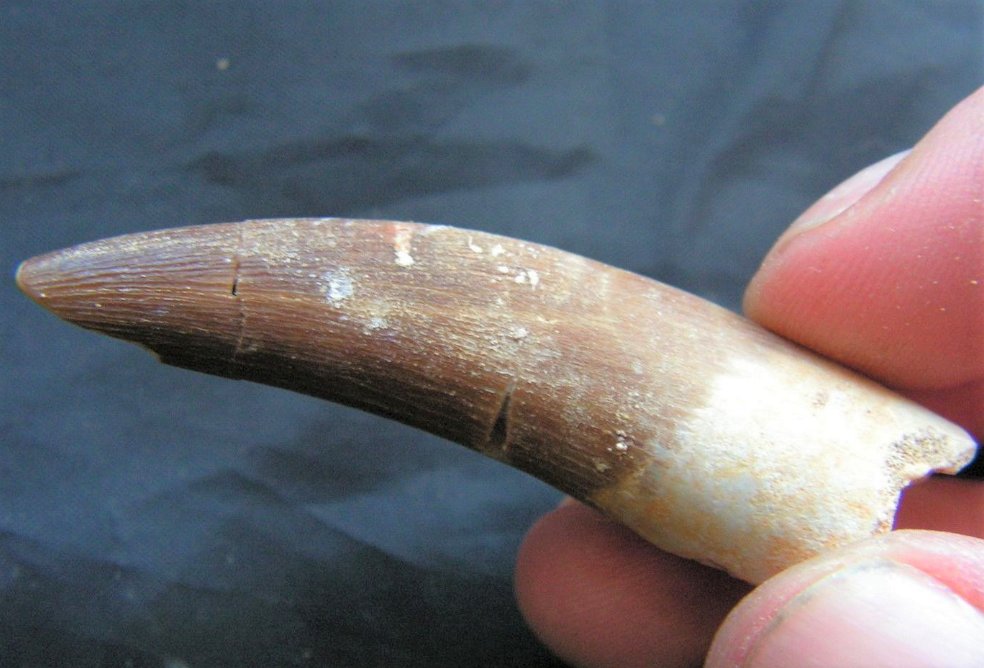 ELASMOSAURUS TOOTH DINOSAUR TEETH FOSSIL SEA FOSSIL LONG NECK EXTINCT ...