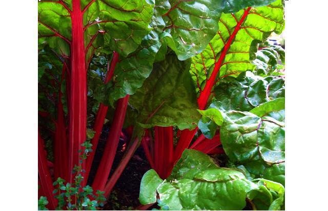 50 Seeds SILVERBEET 'Ruby Red' Chard RARE Seeds Garden Plant Easy To ...